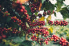 What Is A Single Origin Coffee? – RAVE Coffee